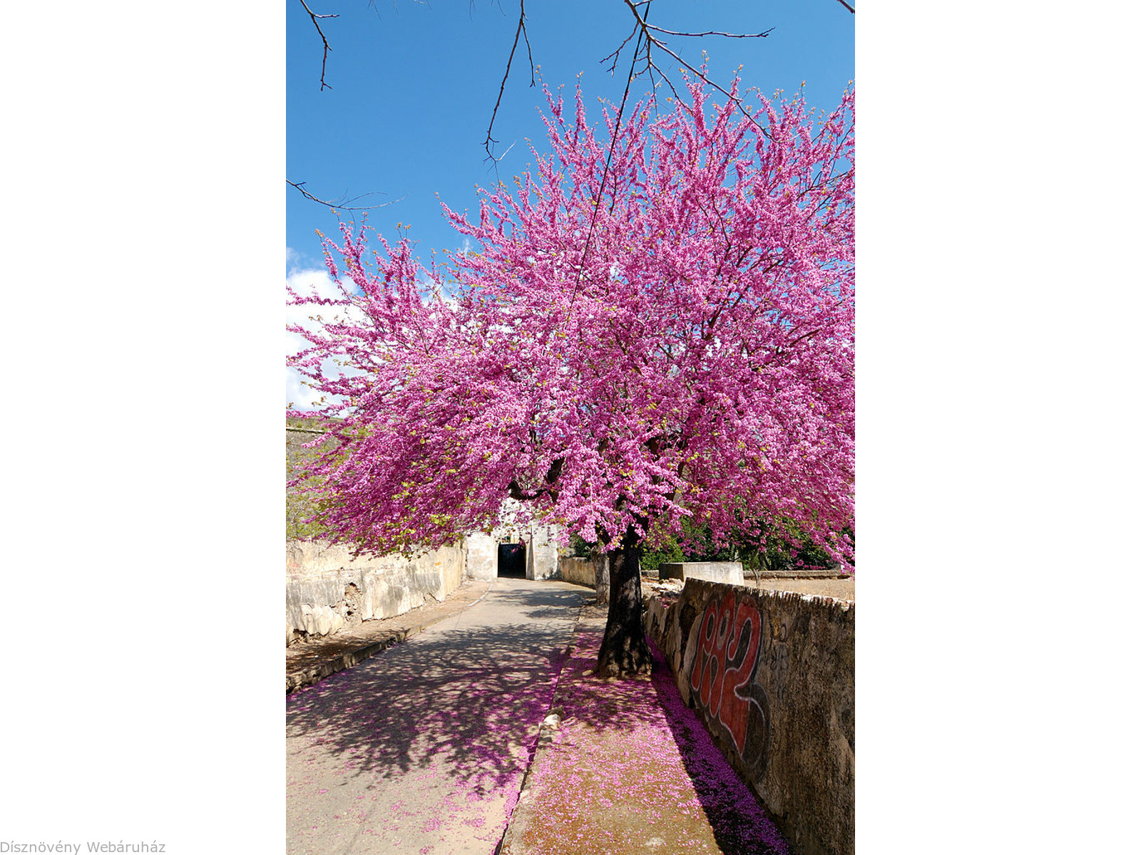 Közönséges júdásfa / Cercis siliquastrum | Dísznövény Webáruház