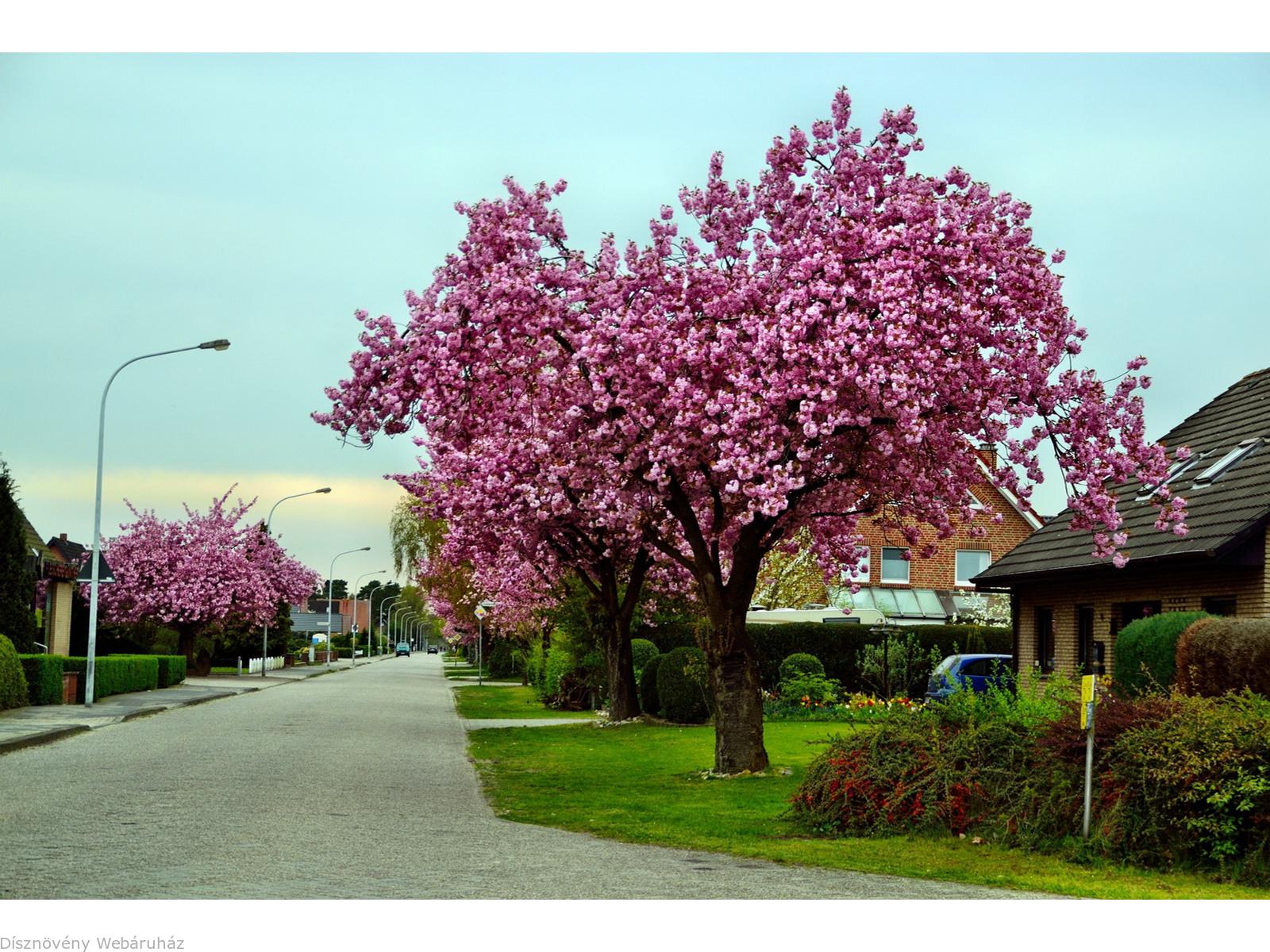 Pink Perfection japán díszcseresznye / Prunus serrulata 'Pink ...